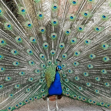 Pavão Branco Beleza E Natureza Do Pavão Raro E Albino