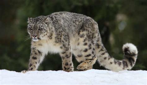 Wildlife Watching In Tajikistan Caravanistan