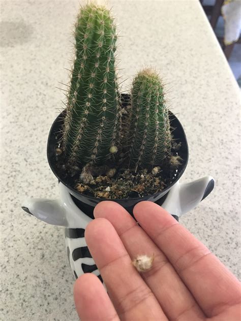 What Are These Tiny Fuzzy Balls Coming Off Of My Cactus R Cactus