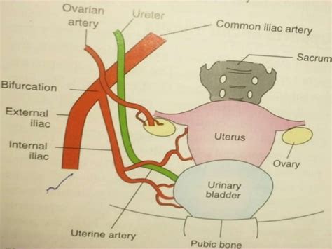 Ureter Anatomy Injury N Diversion