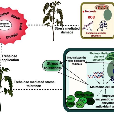 Trehalose Supplementation Triggers The Activities Of Both Enzymatic And