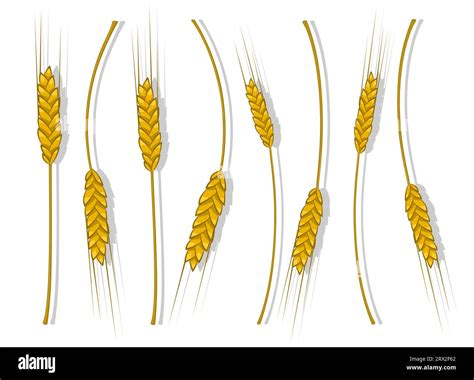 Barley Oat Crops Growing Cut Out Stock Images And Pictures Alamy
