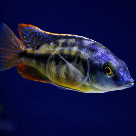 Cichlid Hap Red Empress Protomelas Taeniolatus Aquatics Unlimited