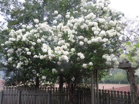 How To Prune Snowball Bush My Heart Lives Here