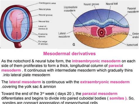 07 Mesodermal Developmental Biologyppt