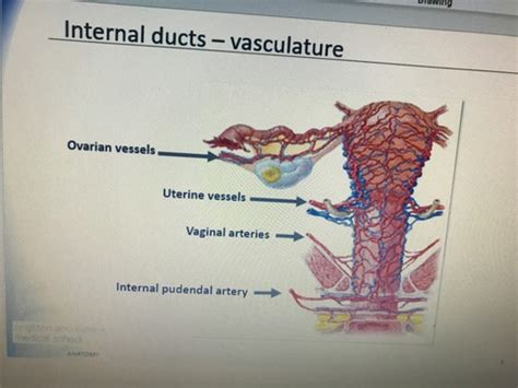 Reproductive Tracts Anatomy Flashcards Quizlet