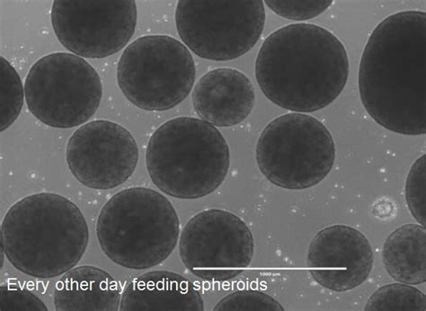 Stemscale Psc 悬浮培养基 干细胞培养