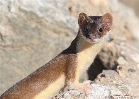 Long Tailed Weasel Portrait On The Last Day Of Summer Mia Mcphersons