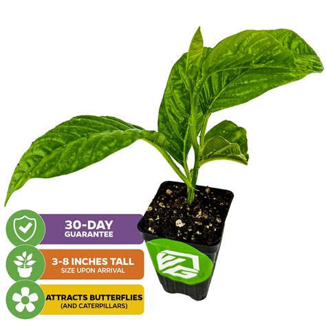 Granadilla Passion Fruit Vine Giant Granadilla Passiflora Quadrang