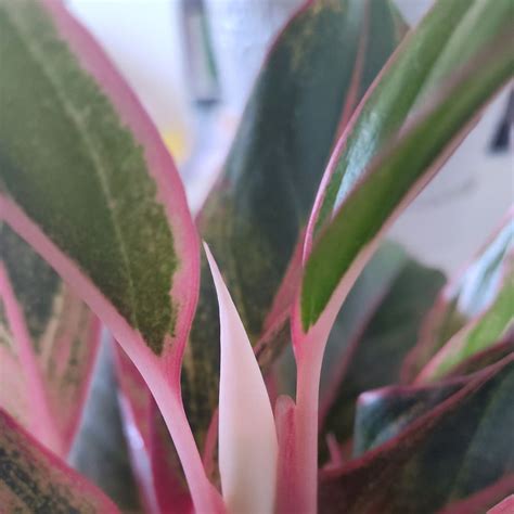 Aglaonema Ruby Ray Plant Care Water Light Nutrients Greg App 🌱