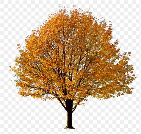 Autumn Tree Png Nature Sticker Free Png Rawpixel