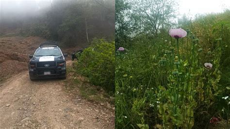 Zoquitlán Hallan 200 Plantas De Amapola Ocultas En Sembradío De Habas