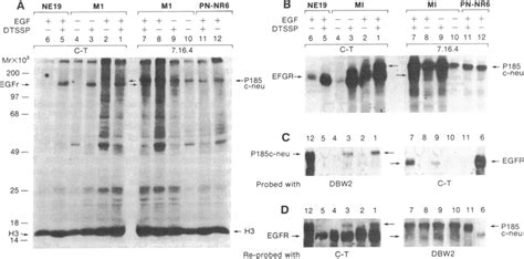 Immune Complex Kinase Assay Of The Two Components Of The Heterodimer Download Scientific