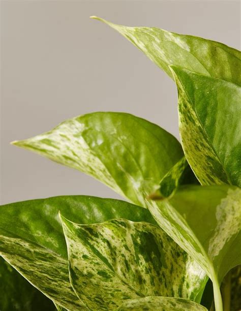 نگهداری پتوس انواع پتوس و قلمه زدن پتوس کافه گلدون فروشگاه اینترنتی خرید گیاه