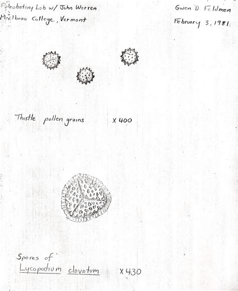 Beautifully Sketched Pollen Grains And Lycopodium Spores