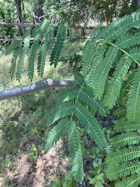 What Kinda Of Tree Is This Mimosa Rtreeidentification