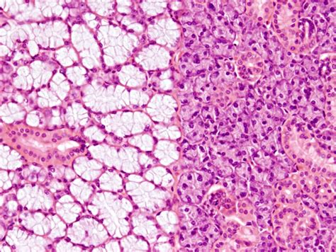 Tejidos Animales Epitelios Glándula Salival Atlas De Histología
