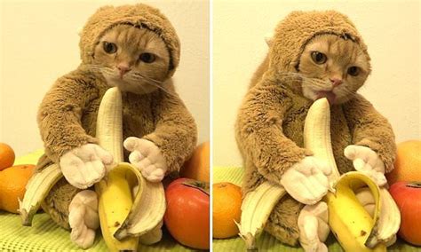 Monkey Cat A Bizarre Video Going Viral