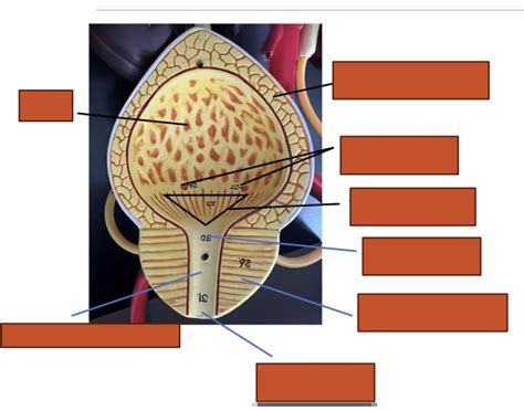Labeling Bladder Quiz
