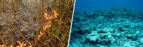 Earths Most Biodiverse Ecosystems Face A Perfect Storm Lancaster