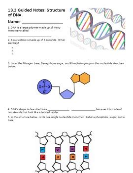 Biology DNA Structure And Replication Guided Notes By KlineScience