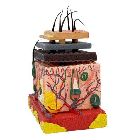 Zeiwohndc Human Skin Magnified Tissue Structure Model Skin Model For