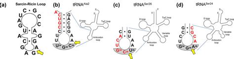 Vapc Proteins Target Stem Loop Structures In Rrna Or Trna A Download Scientific Diagram