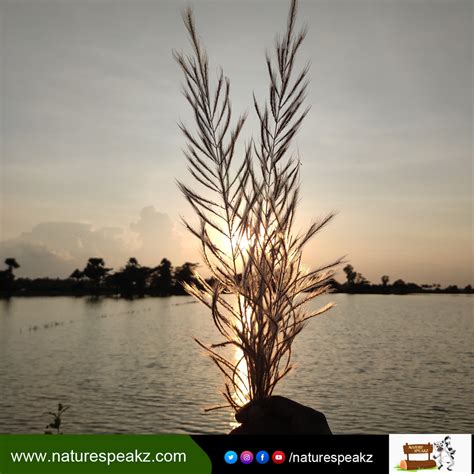 Facts About Kans Grass Or Wild Sugarcane Nature Speakz