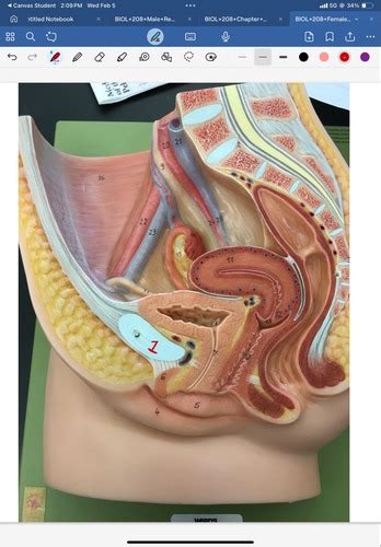 Reproductive System Flashcards Quizlet