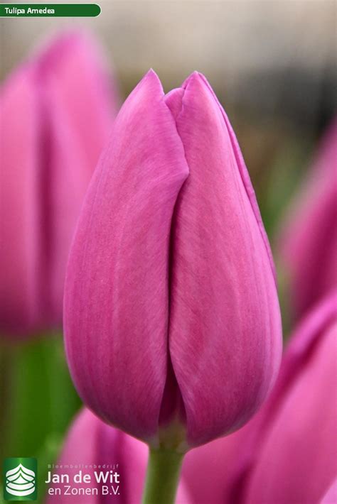 Amedea ® Tulpe Jan De Wit En Zonen B V