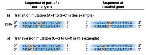 Transition And Transversion Mutations