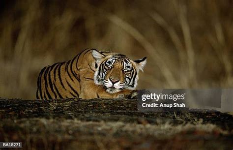Bengal Tiger Eyes Photos And Premium High Res Pictures Getty Images