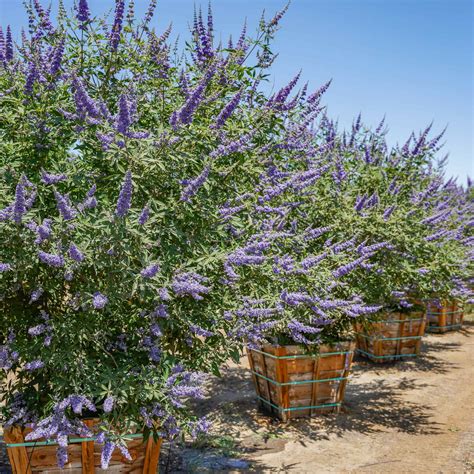 Vitex Flowering Trees Moon Valley Nurseries