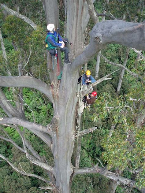 What Is The Tallest Eucalyptus Tree At Donna Casas Blog