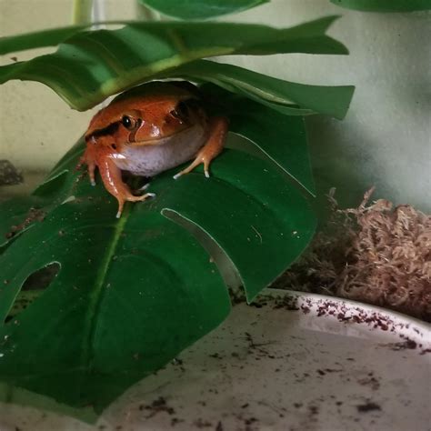 1355 Best Tree Frog Images On Pholder Frogs Nature Is Fucking Lit