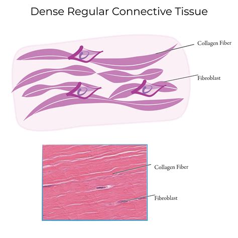 Histology Glossary Connective Tissue Proper Ditki Medical And Biological Sciences