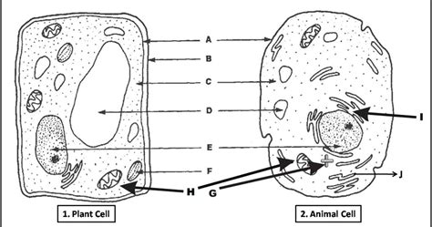 Biology Test Ch 4 5 Diagram Quizlet