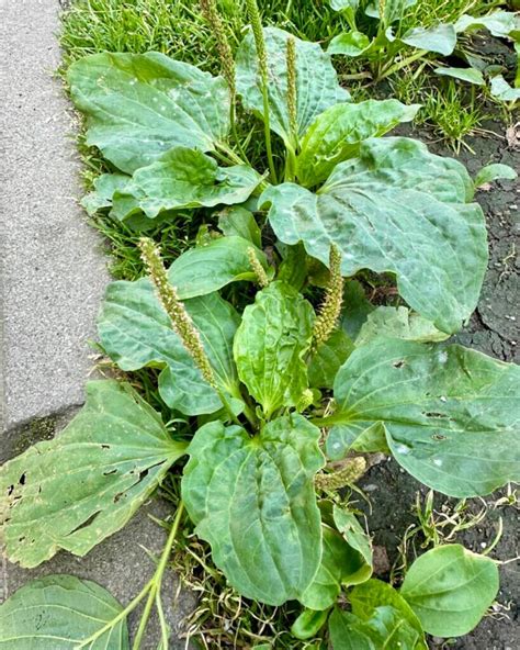 Broadleaf Plantain Natures Healing Marvel Plants Life
