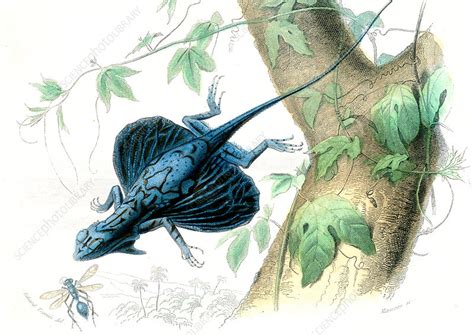 Common Gliding Lizard 19th Century Stock Image C0301597 Science