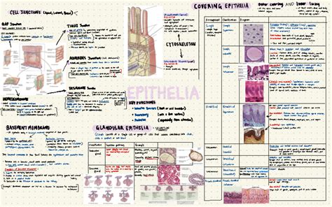 Biosci 107 Study Notes Epithelial Tissue Covering Epit Outer