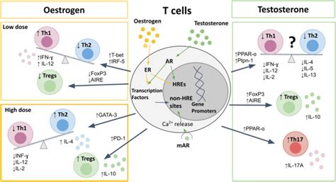 Sex Bias In Lymphocytes Implications For Autoimmune Diseases Abstract Europe Pmc