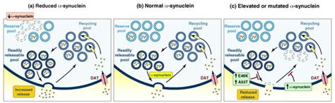 Diagram Showing The Proposed Functions Of α Synuclein In Controlling