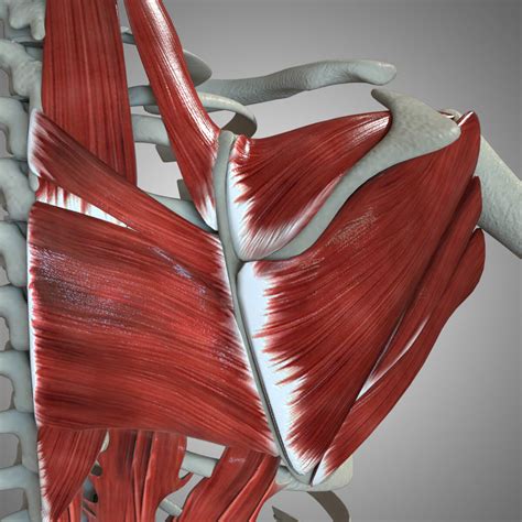 Scapular Muscle Group 3d Model By Azulutak
