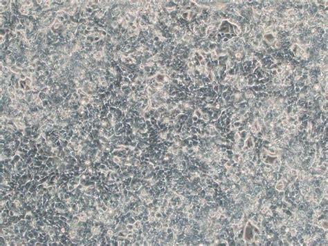 Premade And Custom Pooled Shrna Libraries Vectorbuilder