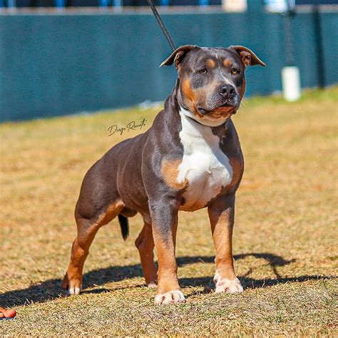 Cual Es La Diferencia Entre Un Pitbull Y Un Staffordshire Terrier Americano