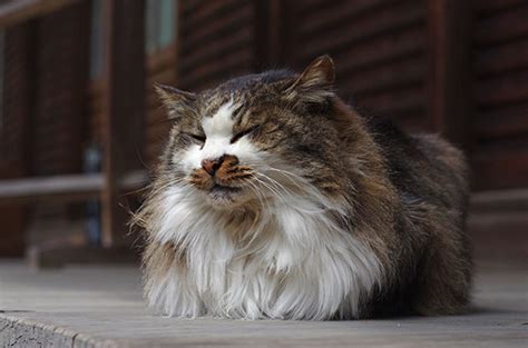 北鎌倉・円覚寺のかなちゃん 横浜写真放浪記