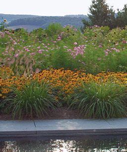 Black Eye Susans And Ornamental Grasses In Fall Garden