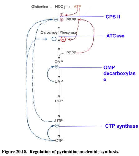 Nucleotide Biosynthesis Flashcards Quizlet