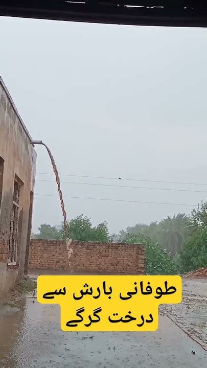 طوفانی بارش سے درخت گر گے Youtube