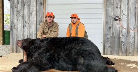 Largest Bear Ever Recorded